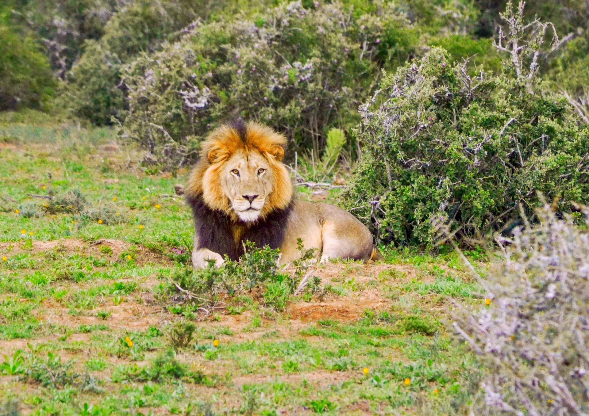 South Africa, Addo National Park Accommodation around Addo